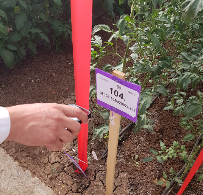 Documenting vegetable seed extraction | Riosol