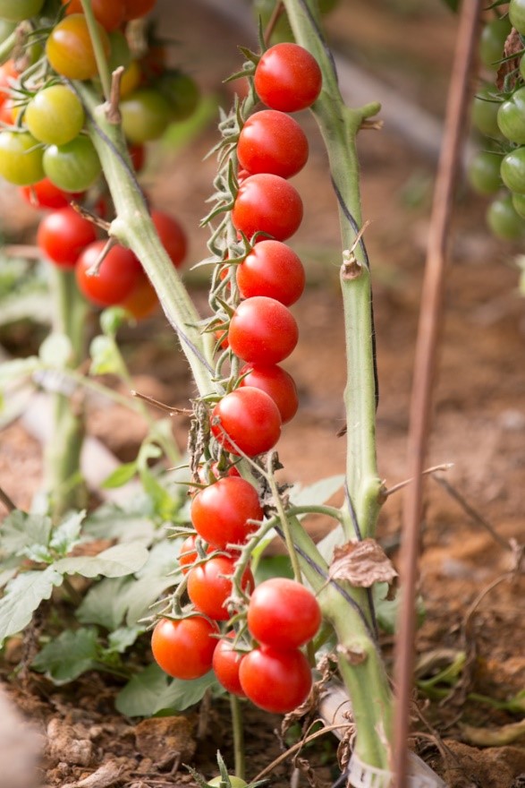 Documenting vegetable seed extraction | Riosol