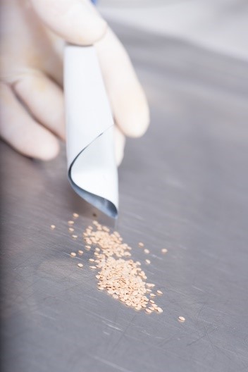 Documenting vegetable seed extraction | Riosol