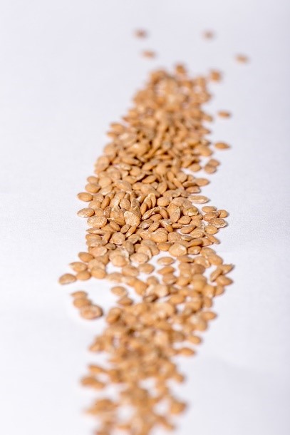 Documenting vegetable seed extraction | Riosol